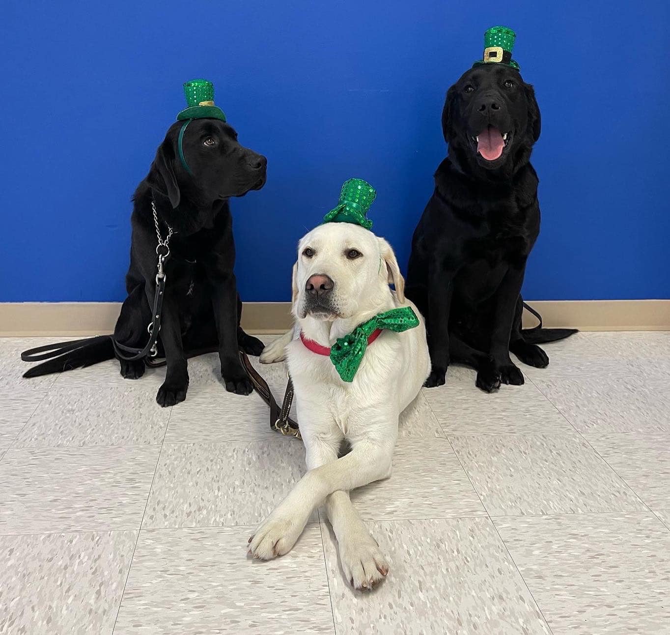 News & Events - KSDS Assistance Dogs, Inc.