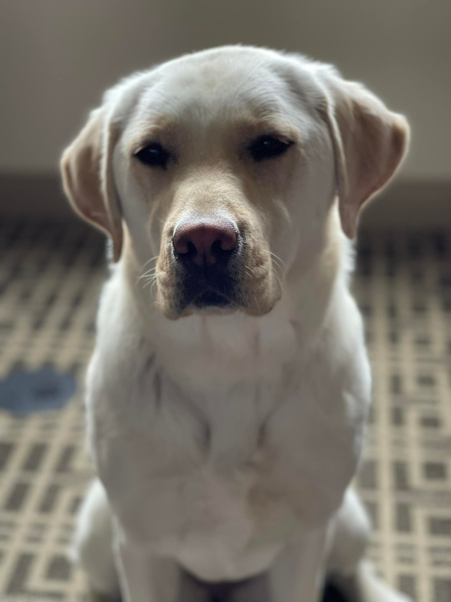 News & Events - KSDS Assistance Dogs, Inc.