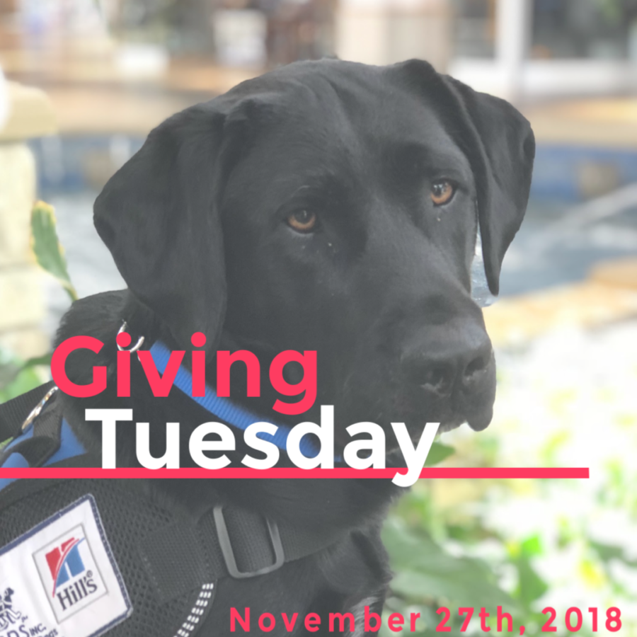 Black lab service dog giving tuesday - KSDS Assistance Dogs, Inc.