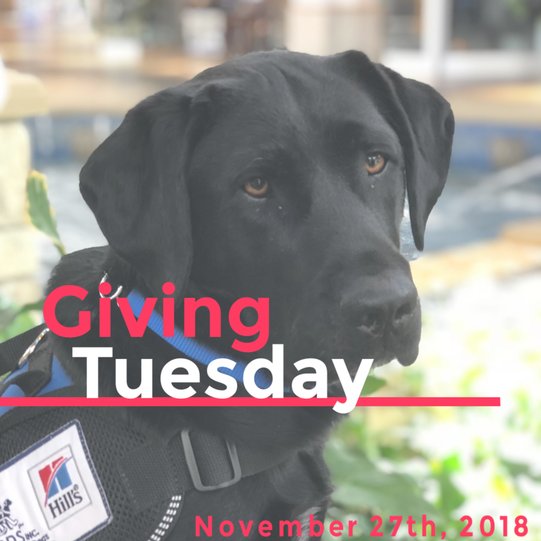 Black lab service dog giving tuesday - KSDS Assistance Dogs, Inc.