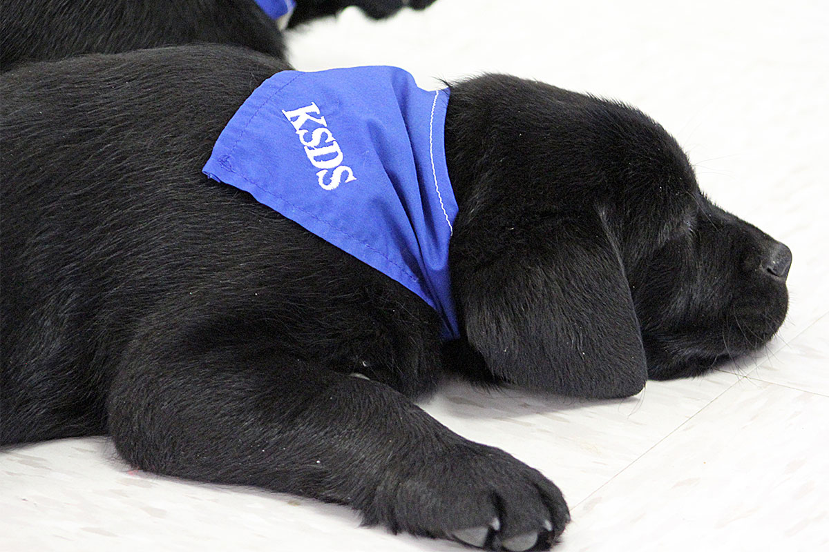 Breeding Program - KSDS Assistance Dogs, Inc.