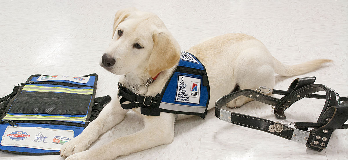 What is KSDS? - KSDS Assistance Dogs, Inc.