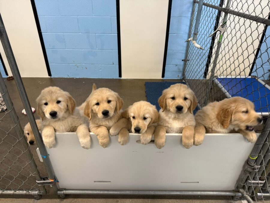 What is KSDS? - KSDS Assistance Dogs, Inc.