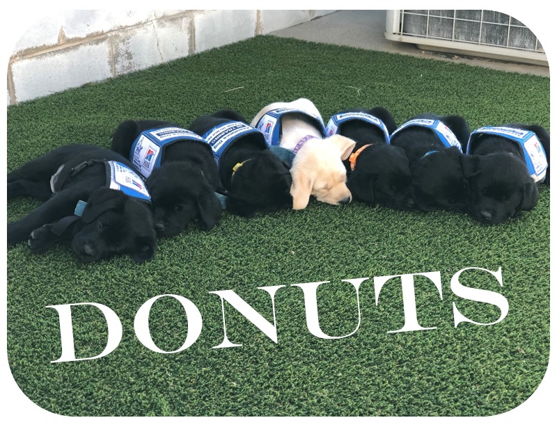 New Arrivals - KSDS Assistance Dogs, Inc.