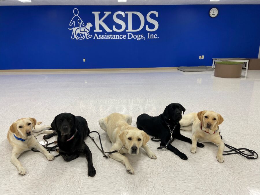 News & Events - KSDS Assistance Dogs, Inc.