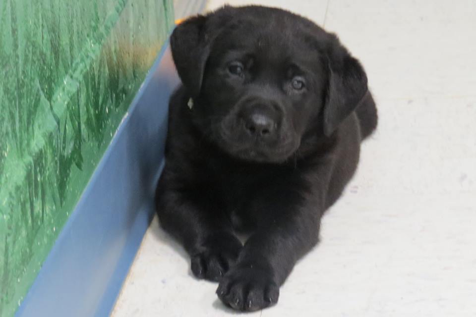 puppy2 - KSDS Assistance Dogs, Inc.